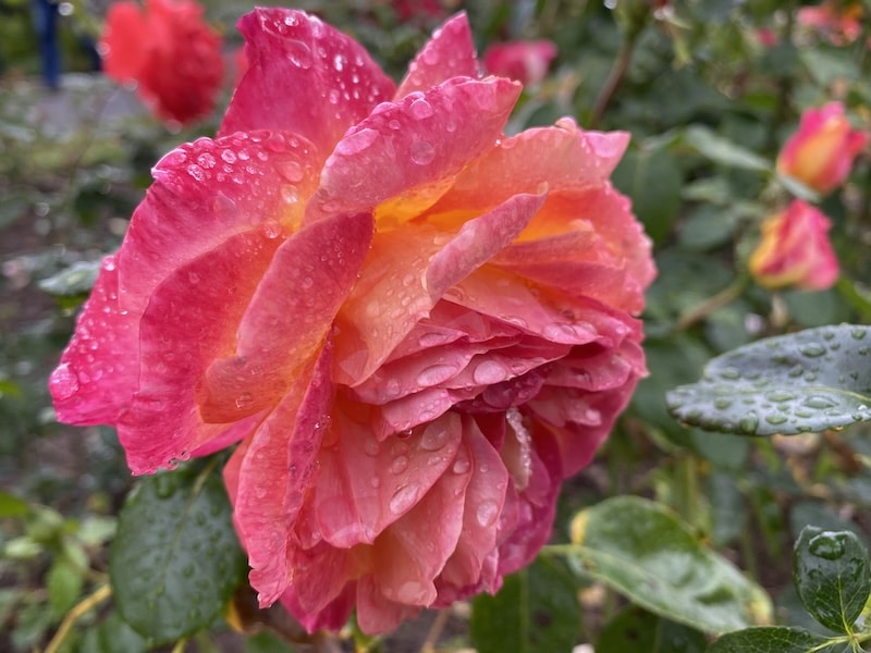 Regenwasser nachhaltig nutzen: